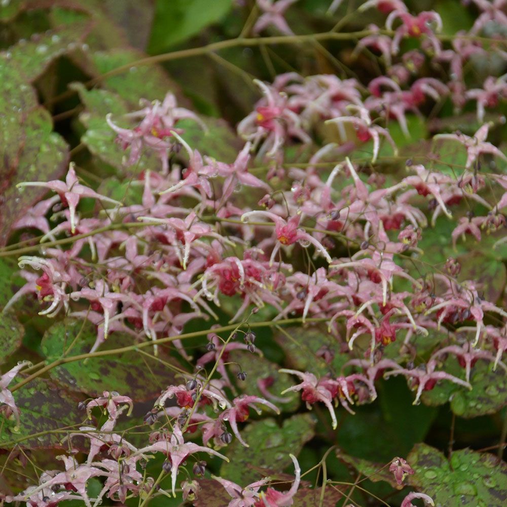 Epimedium 'Pink Champagne' | White Flower Farm