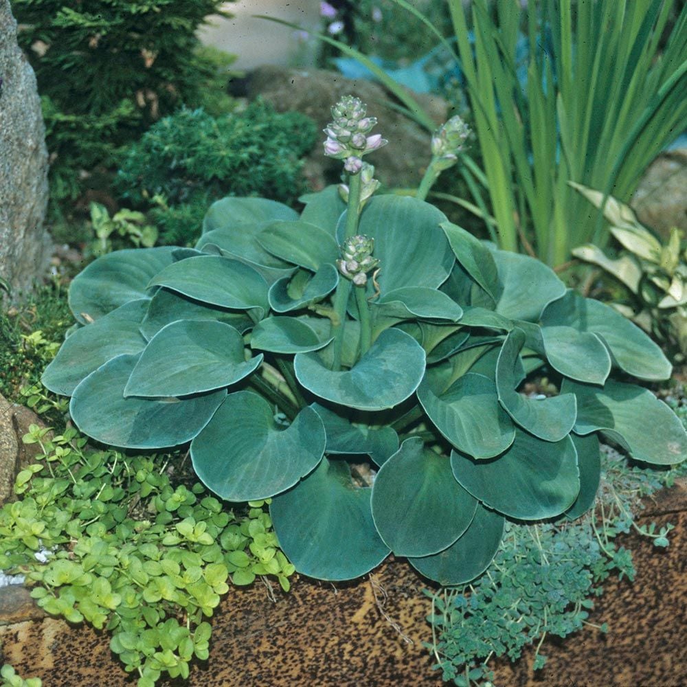 Hosta 'Blue Mouse Ears' | White Flower Farm
