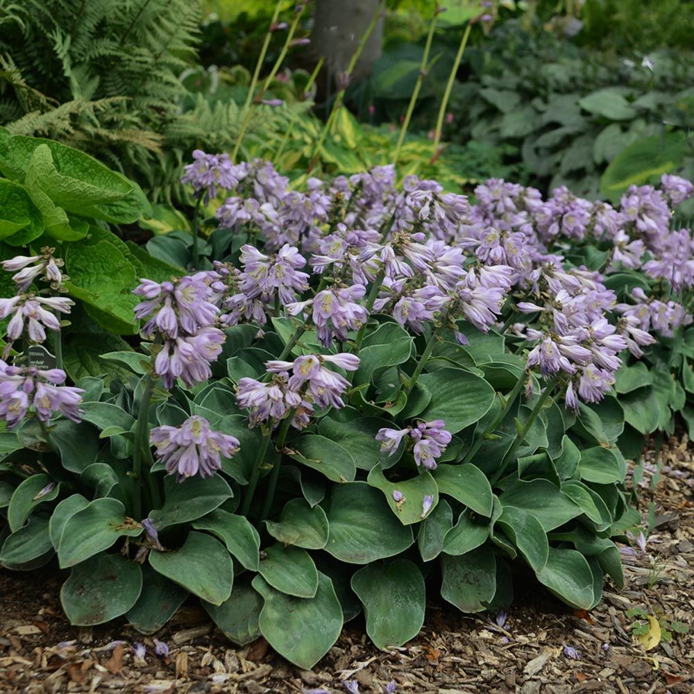 Hosta 'Blue Mouse Ears' | White Flower Farm