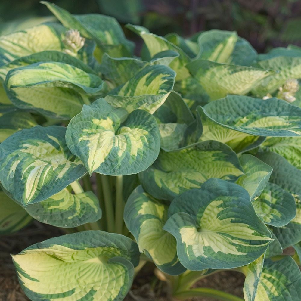 Hosta 'Great Expectations' | White Flower Farm