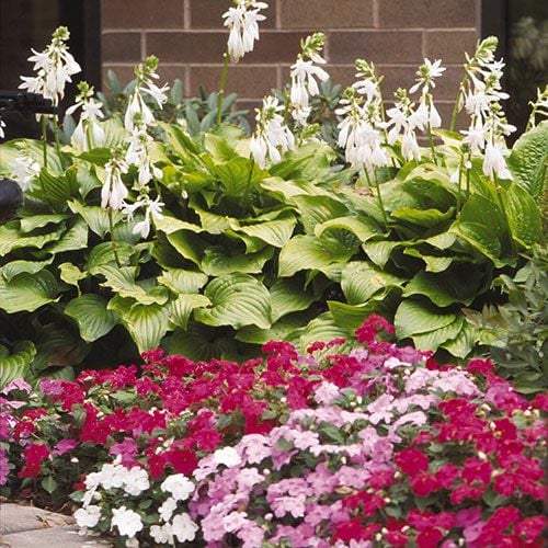 Hosta 'Royal Standard' | White Flower Farm