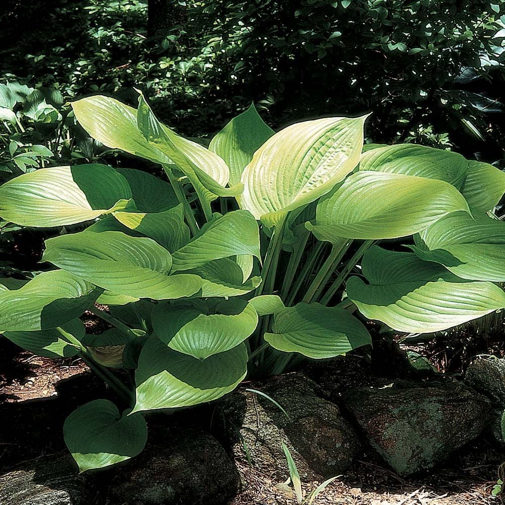 Hosta Sum And Substance White Flower Farm