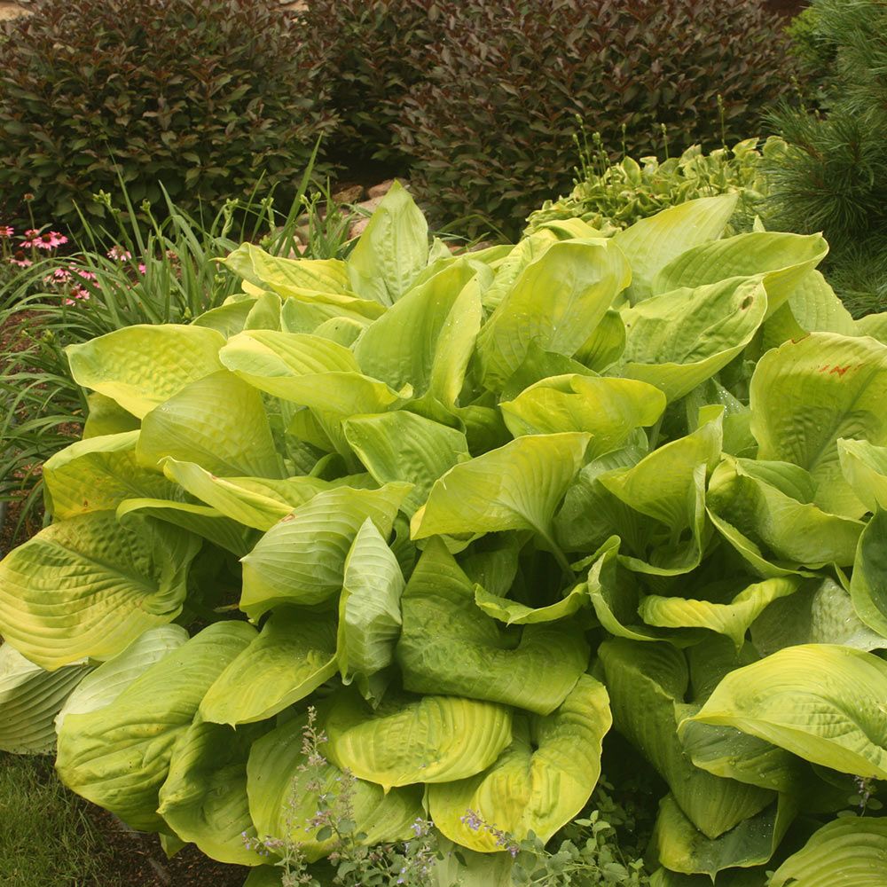 Hosta Sum And Substance White Flower Farm