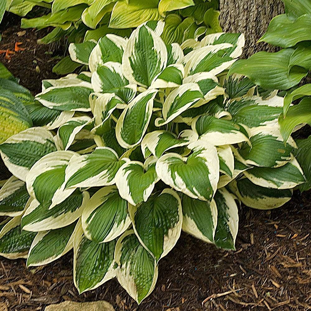 Hosta Patriot | White Flower Farm