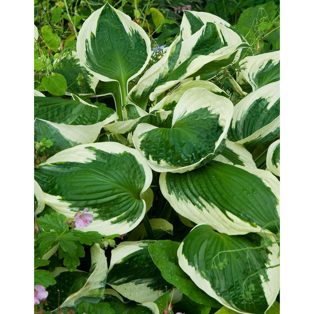 Hosta Patriot | White Flower Farm