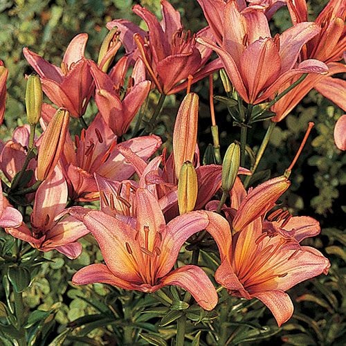Extended-Season Lily Mix | White Flower Farm