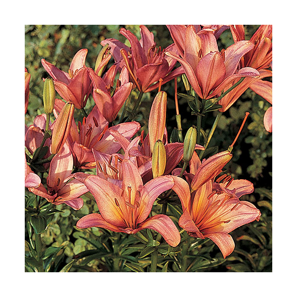 Extended-Season Lily Mix | White Flower Farm