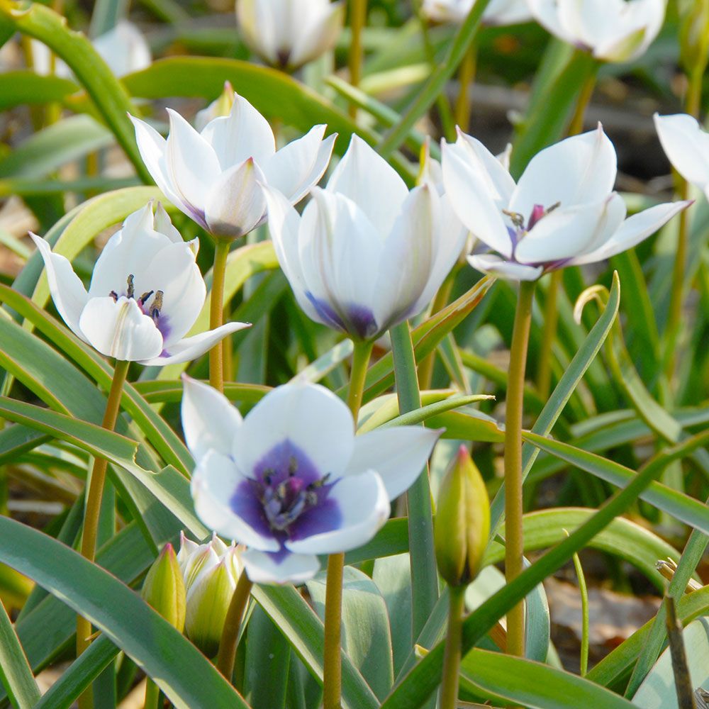 Tulip humilis 'Alba Coerulea Oculata' | White Flower Farm