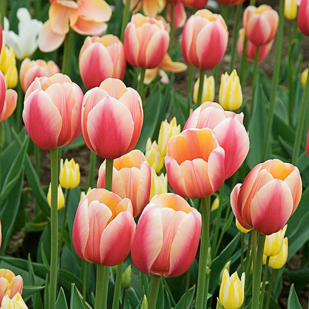 Tulip Marit | White Flower Farm