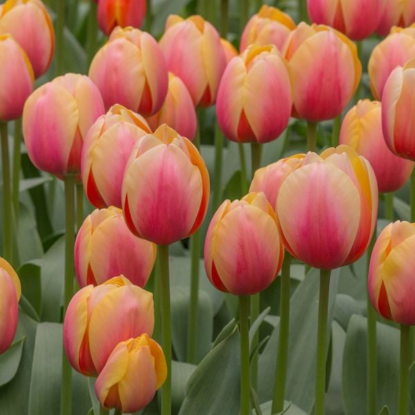 Tulip 'Marit' | White Flower Farm