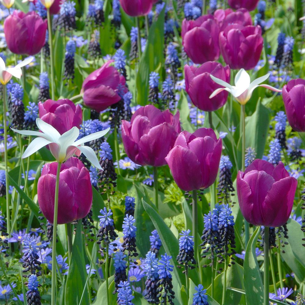 Tulip Purple Prince | White Flower Farm