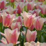 Tulip Sanne | White Flower Farm