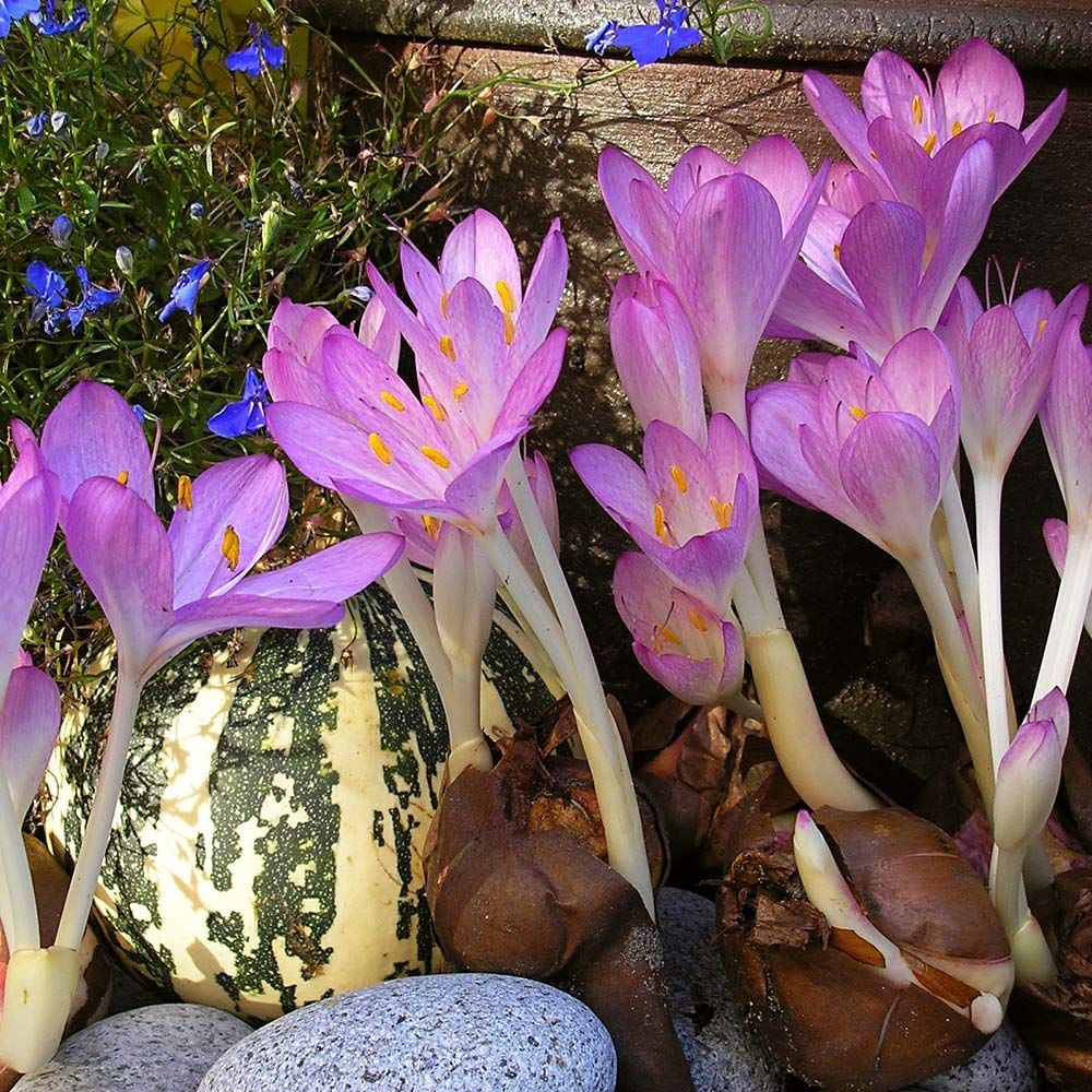 Colchicum cilicicum | White Flower Farm