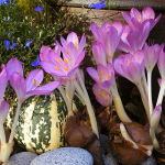 Colchicum cilicicum | White Flower Farm