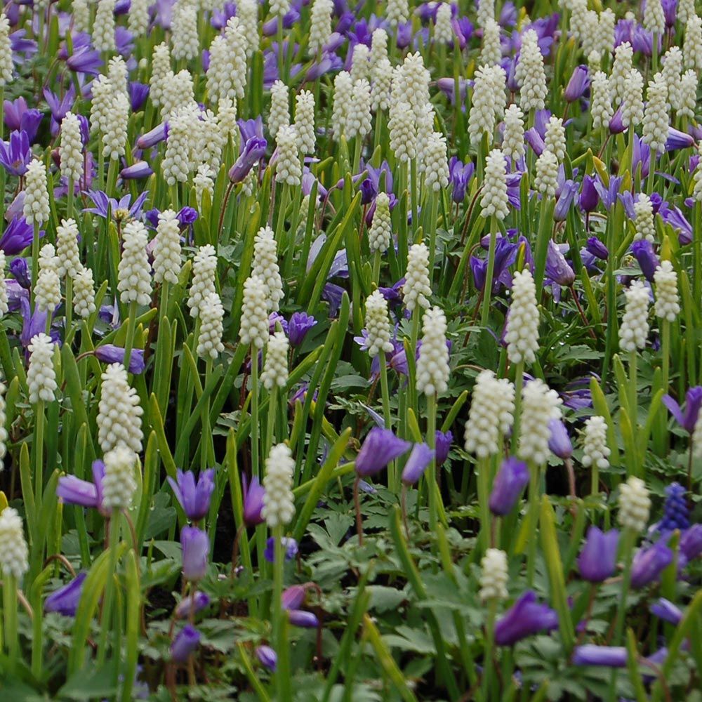 Muscari botryoides 'Album' | White Flower Farm