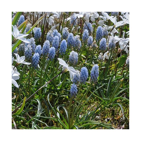 Muscari Mix - Singing the Blues | White Flower Farm