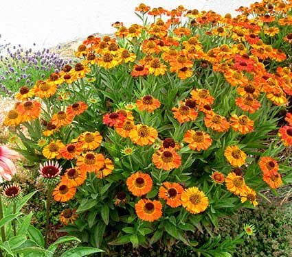 Helenium | White Flower Farm