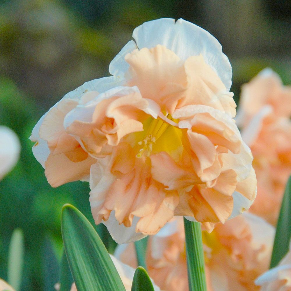 Narcissus 'Apricot Whirl' | White Flower Farm