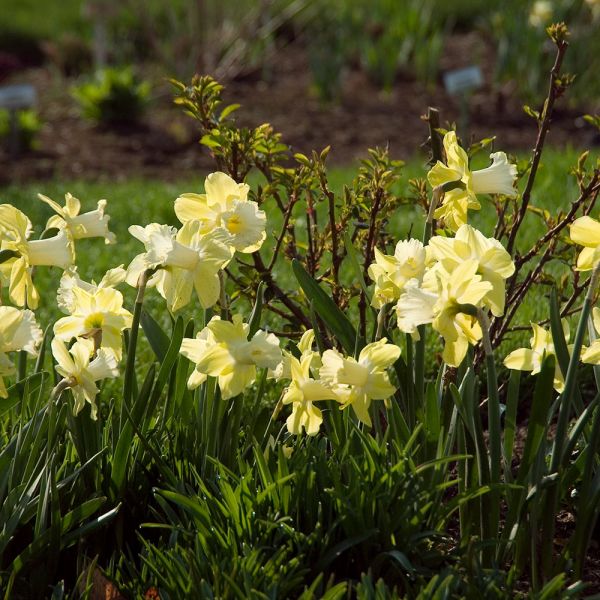 Narcissus 'Galactic Star' | White Flower Farm