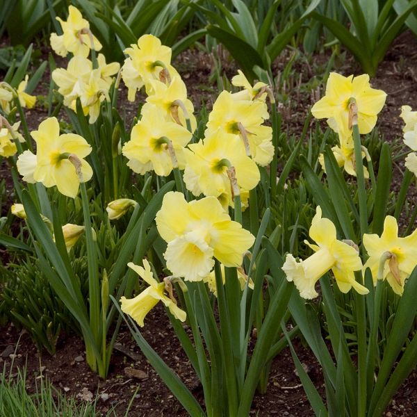 Narcissus 'Galactic Star' | White Flower Farm