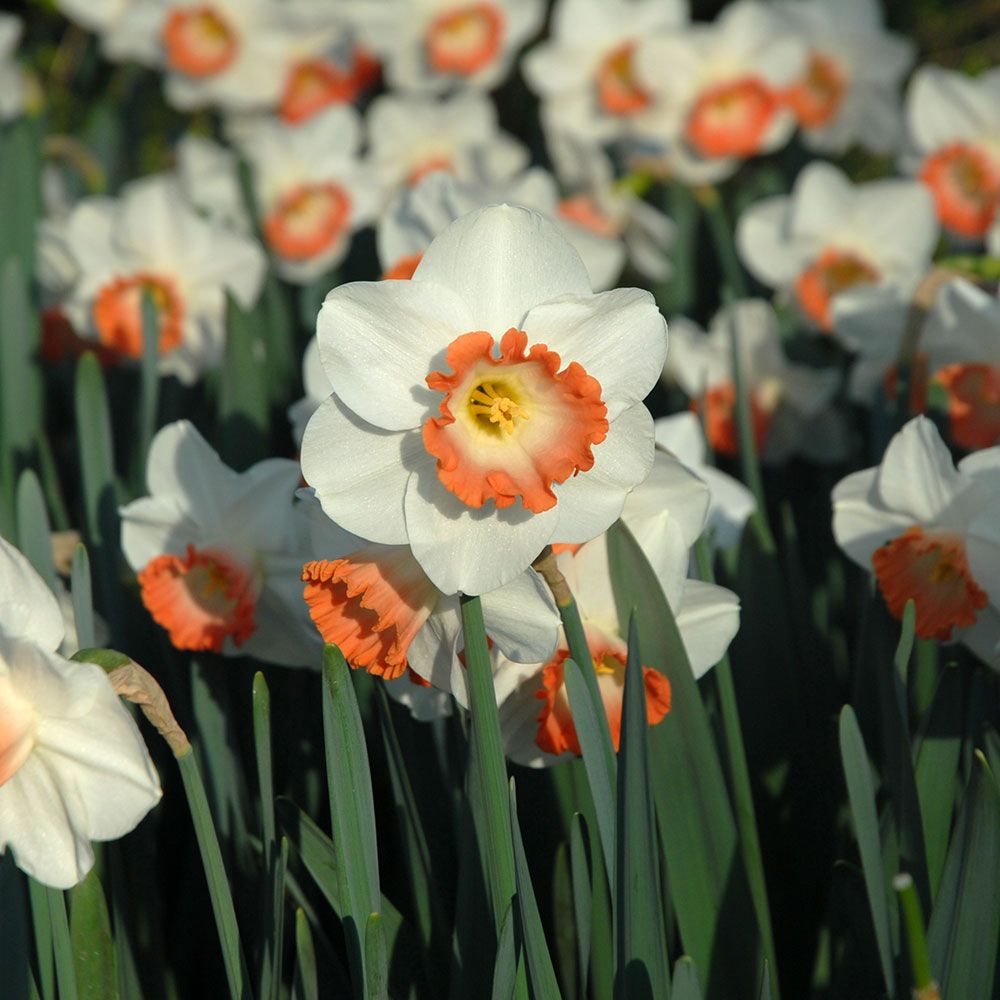Narcissus 'Pink Charm' | White Flower Farm