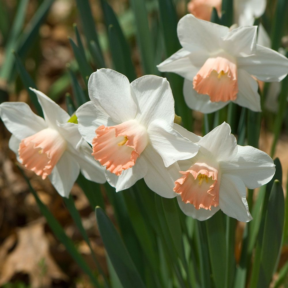 Narcissus 'Pink Charm' | White Flower Farm