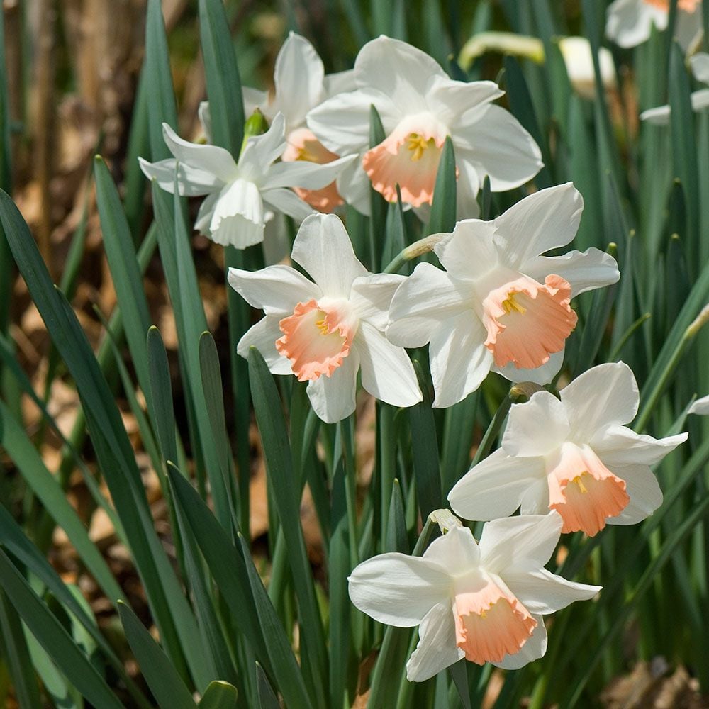 Narcissus 'Pink Charm' | White Flower Farm