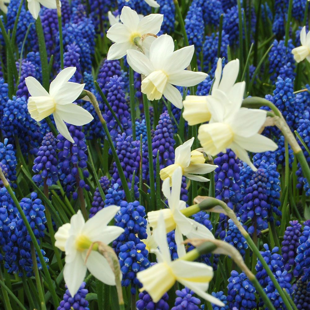 blue daffodils