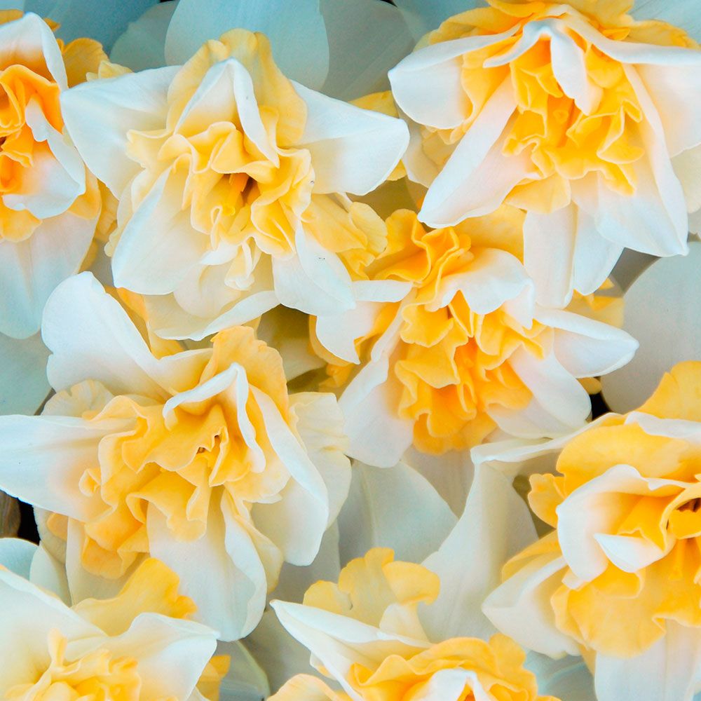 Narcissus 'Sweet Desire' | White Flower Farm