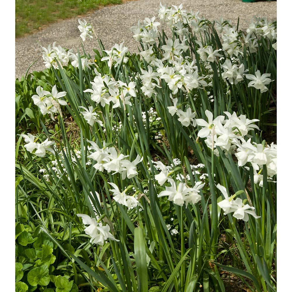 Narcissus Thalia | White Flower Farm