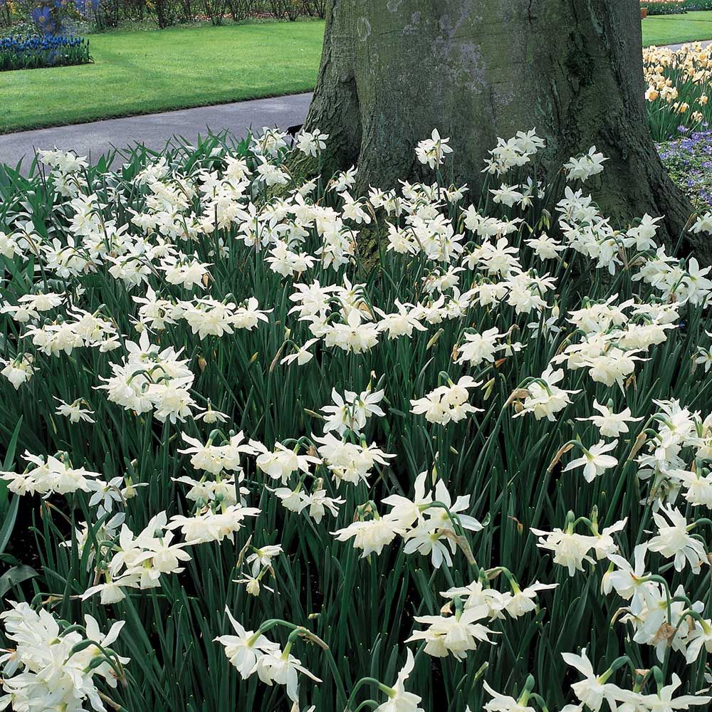 Narcissus 'Thalia' | White Flower Farm
