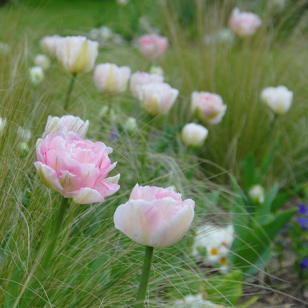 Tulip 'Angélique' | White Flower Farm