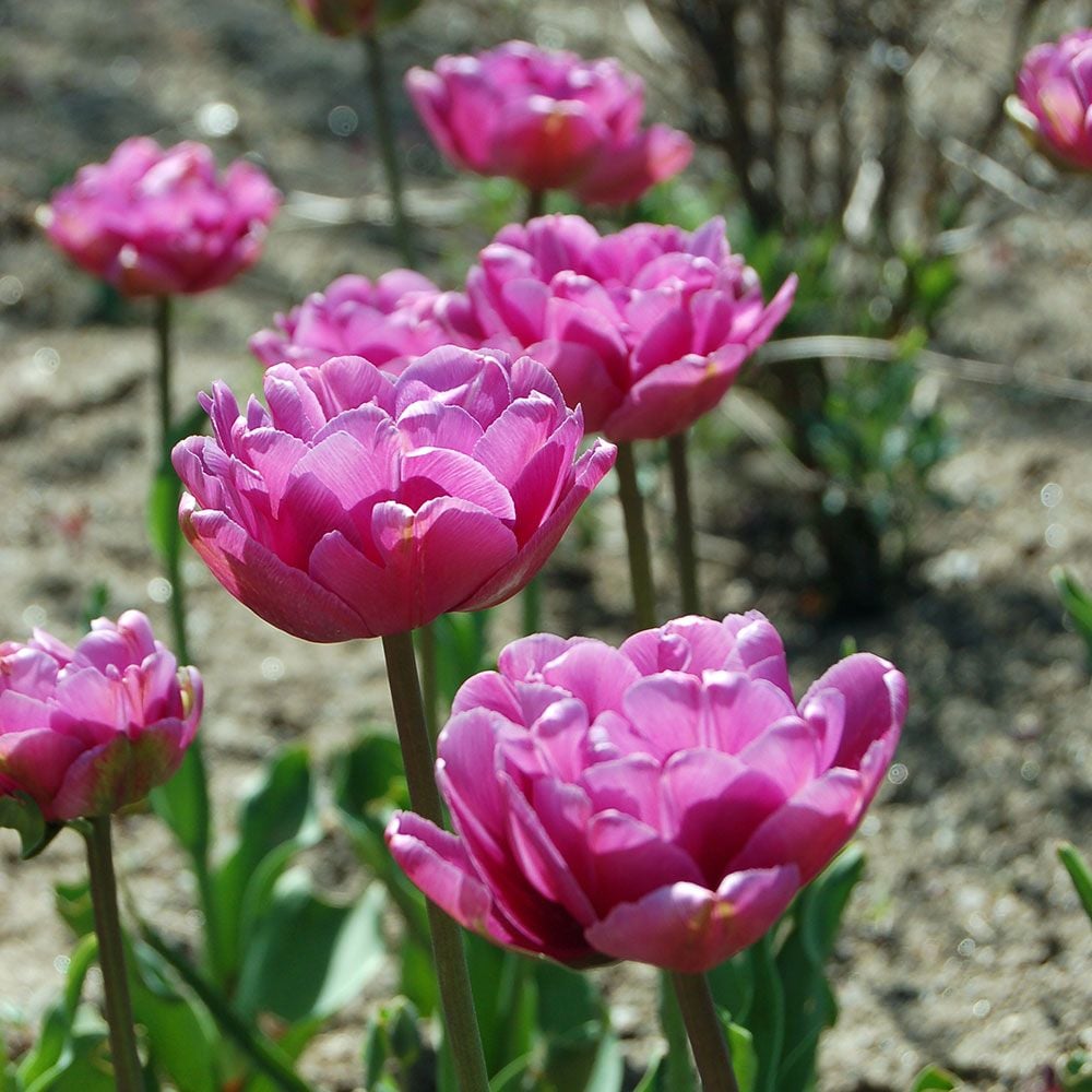 Tulip 'Blue Diamond' | White Flower Farm