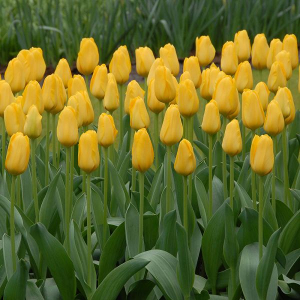 Tulip 'Conqueror' | White Flower Farm