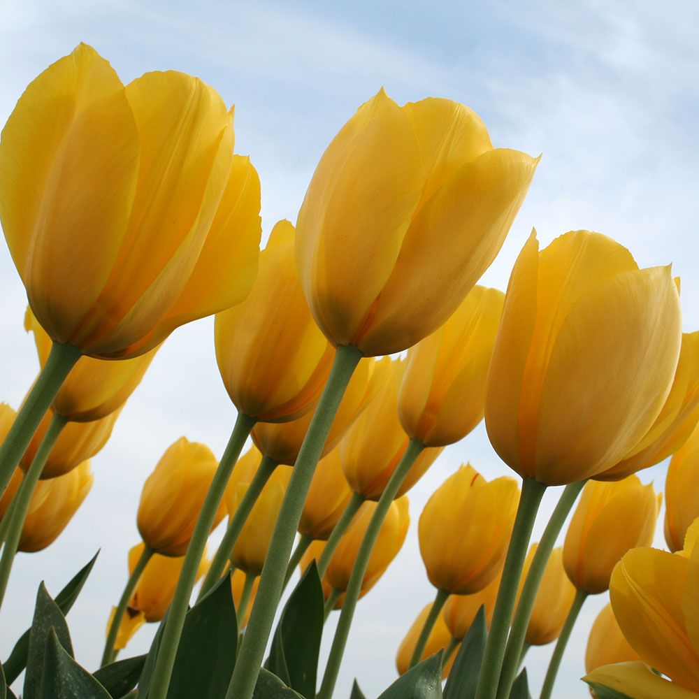 Tulip 'Conqueror' | White Flower Farm