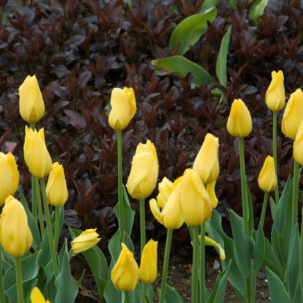 Tulip 'Conqueror' | White Flower Farm
