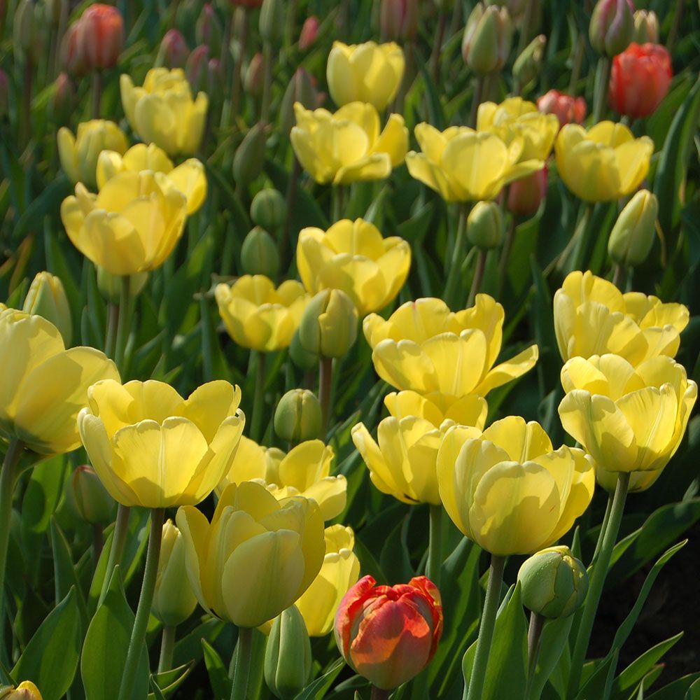 Tulip 'Conqueror' | White Flower Farm
