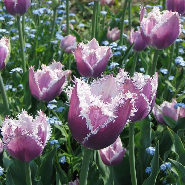 Tulip 'Cummins' | White Flower Farm