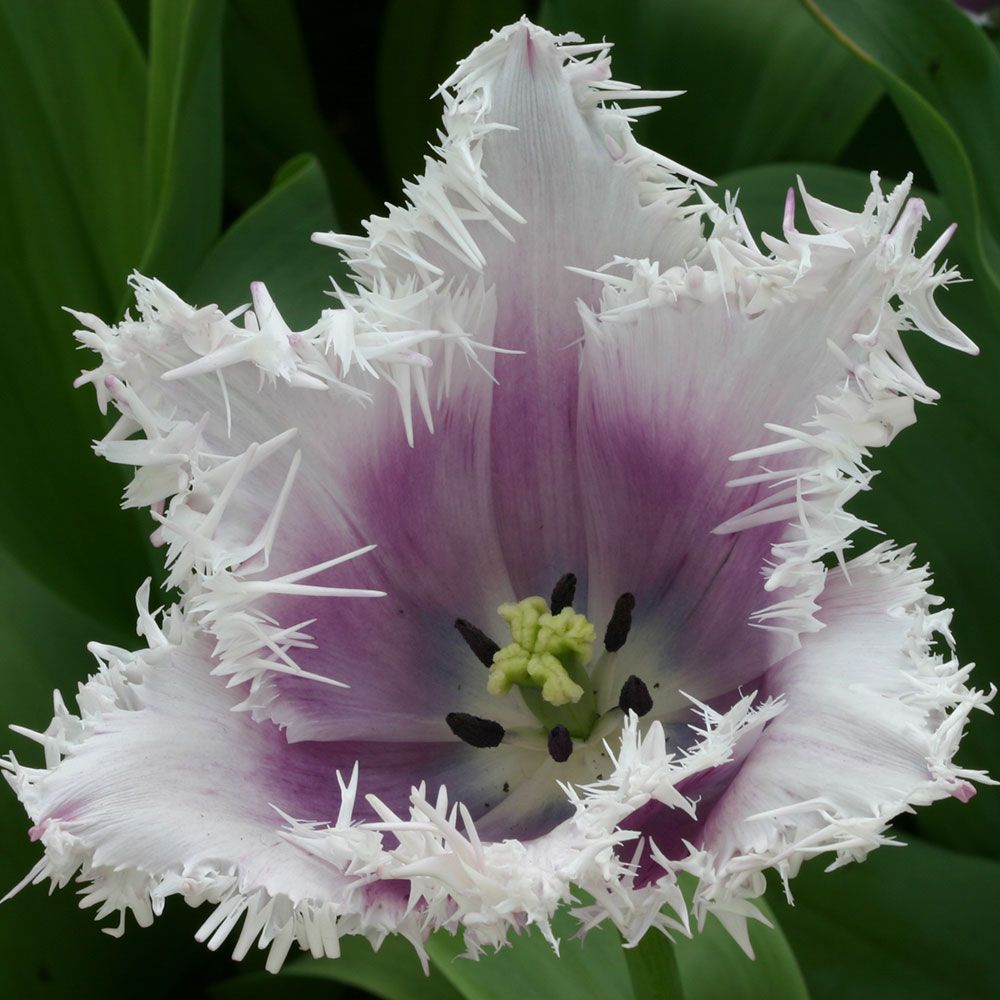 Tulip 'Cummins' | White Flower Farm