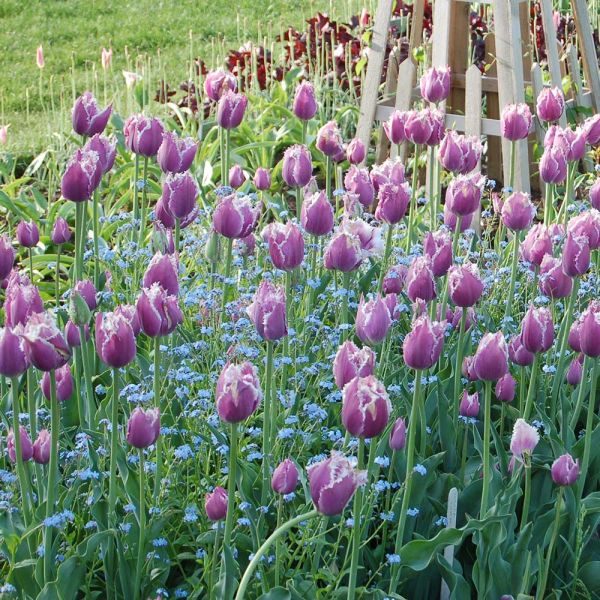 Tulip 'Cummins' | White Flower Farm