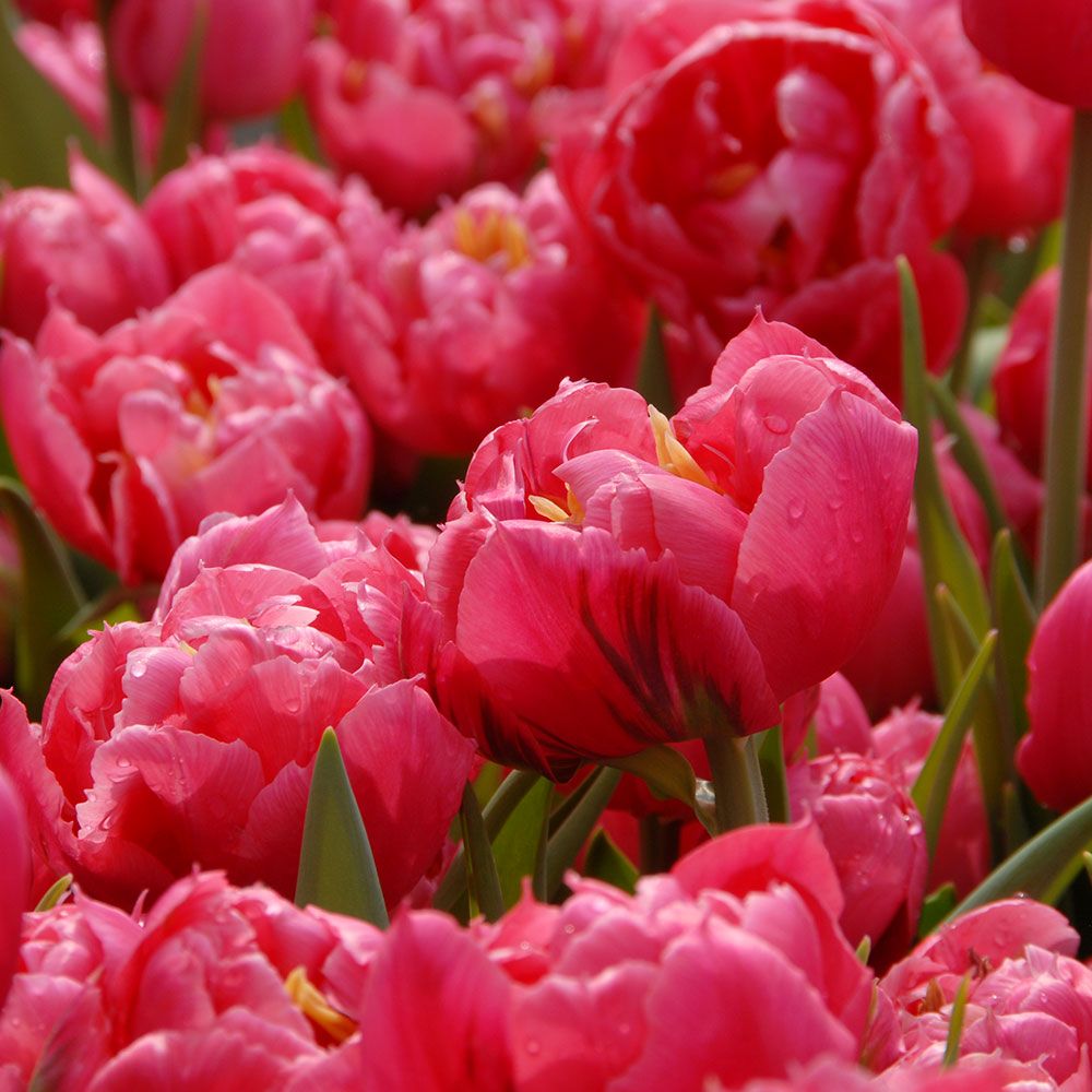 Tulip 'Crown Princess Mary' | White Flower Farm