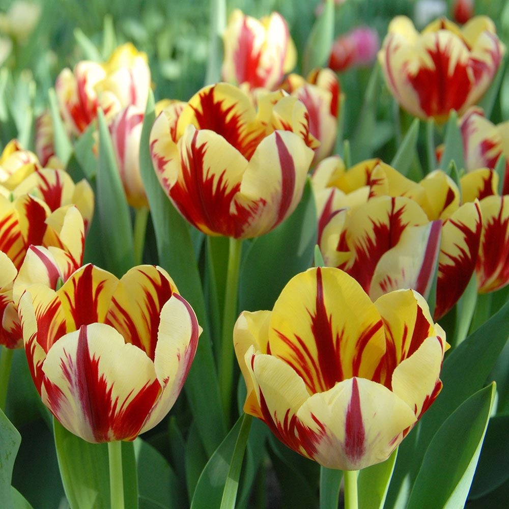 Tulip 'Grand Perfection' | White Flower Farm