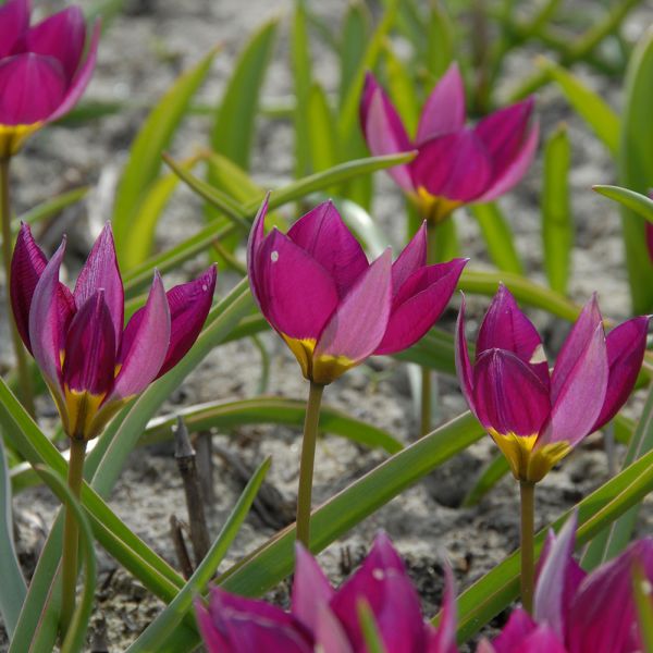 Tulip humilis 'Persian Pearl' | White Flower Farm