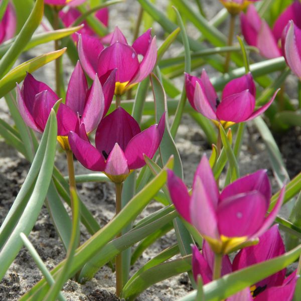 Tulip humilis 'Persian Pearl' | White Flower Farm