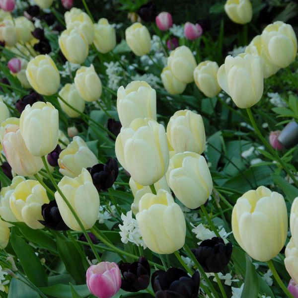 Tulip 'Ivory Floradale' | White Flower Farm