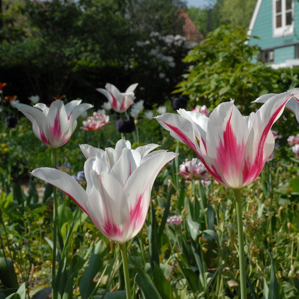 Tulip 'Marilyn' | White Flower Farm