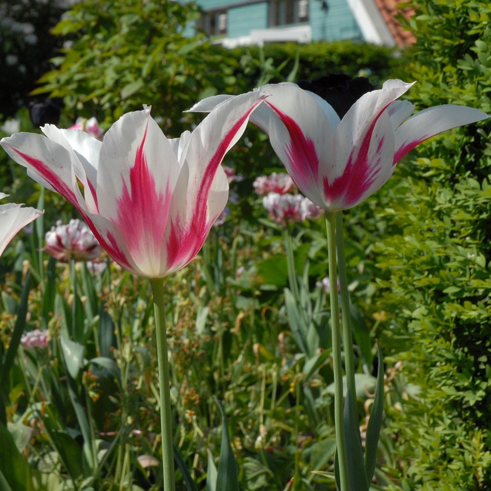 Tulip 'Marilyn' | White Flower Farm