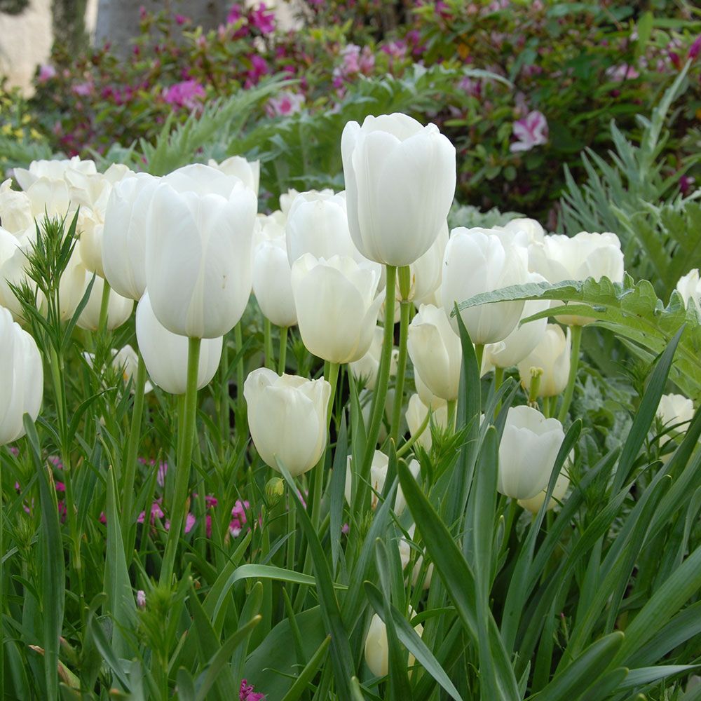 Tulip 'Maureen' | White Flower Farm