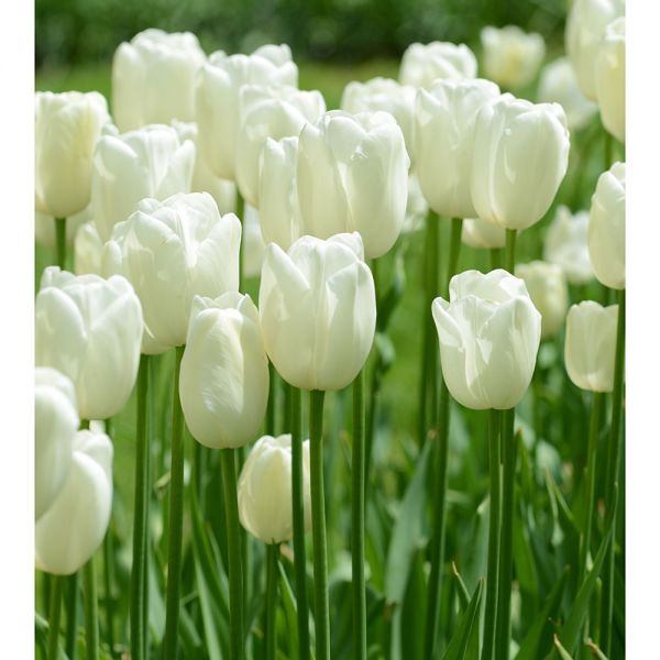 Tulip 'Maureen' | White Flower Farm