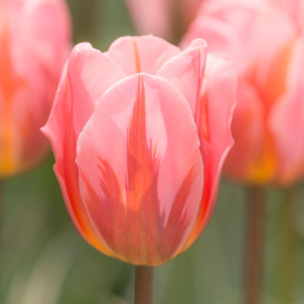 Tulip 'Pretty Princess' | White Flower Farm